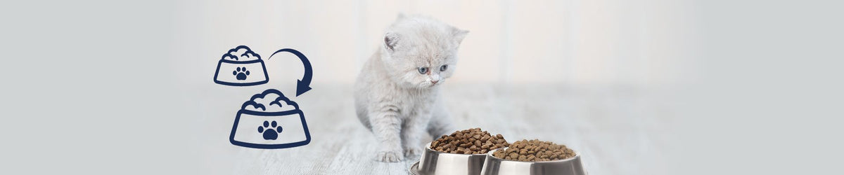 Changing cat food: When does it make sense and how does it work? – Dr ...